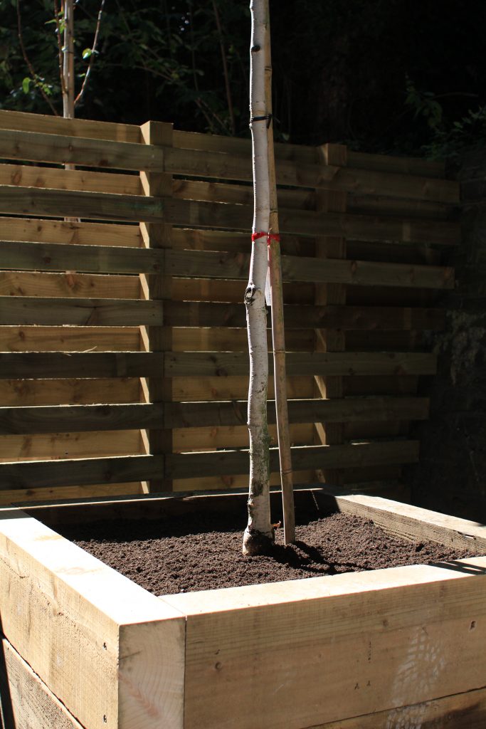 Landscaping - Fencing - Horizontal Slat - Tree Planting, Betual utilis ...